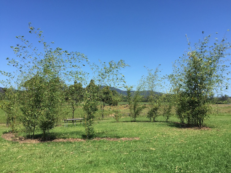 Bamboo Fire Circle - Synchronicity Farm